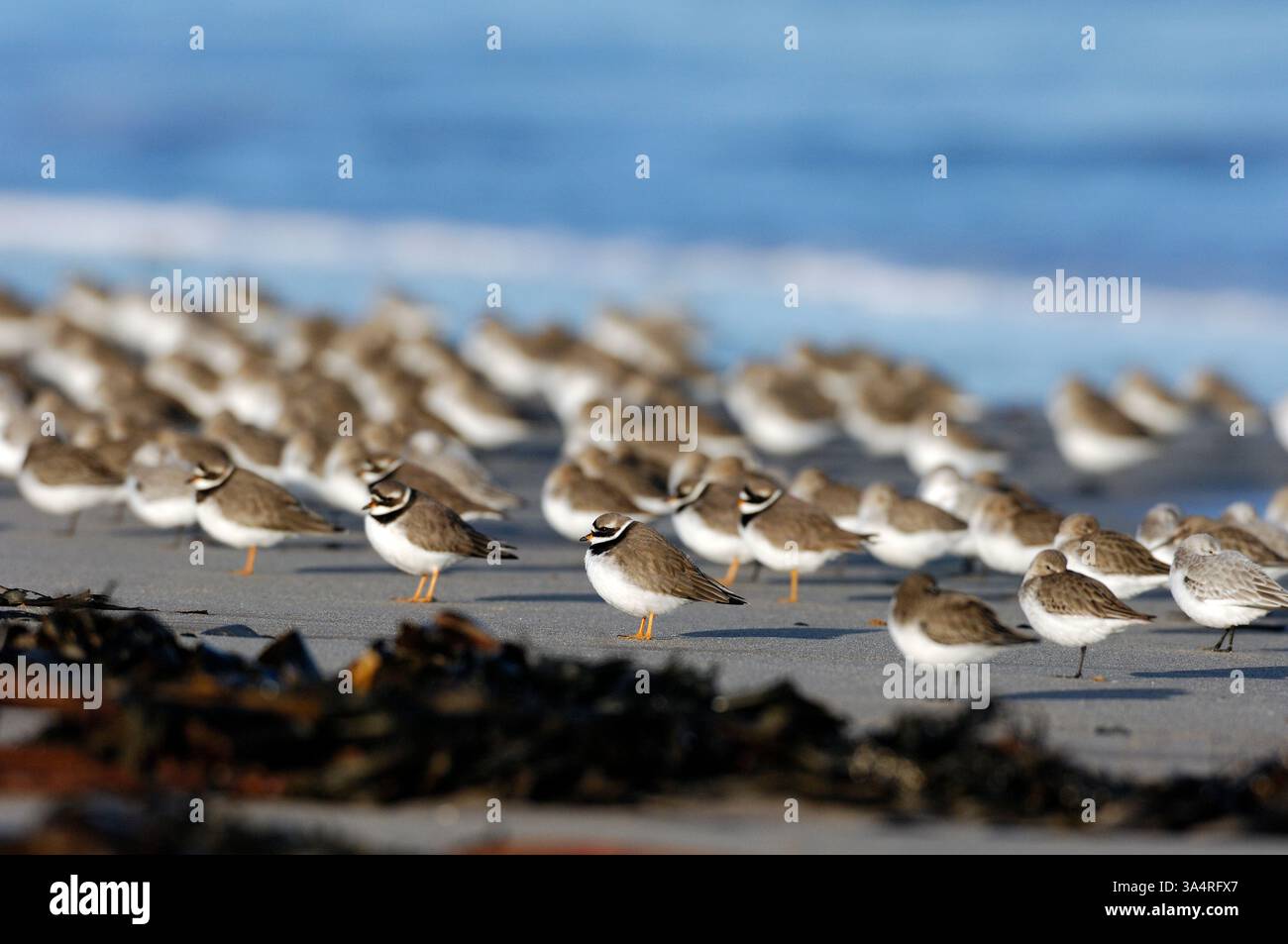 Mixed flock of species of wading birds including dunlin (Calidris ...