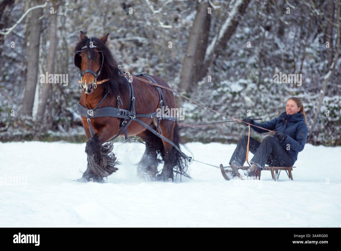 Irish Tinker stallion Stock Photo - Alamy