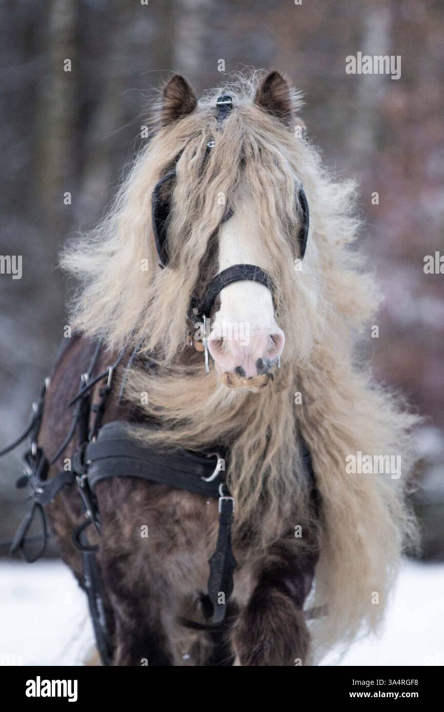 Irish Tinker stallion Stock Photo - Alamy