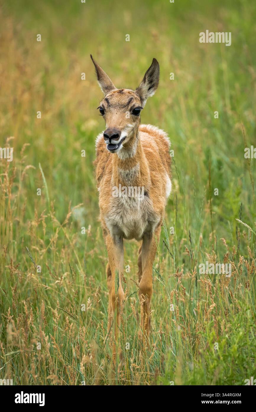 Antelope baby in grassland hi-res stock photography and images - Alamy