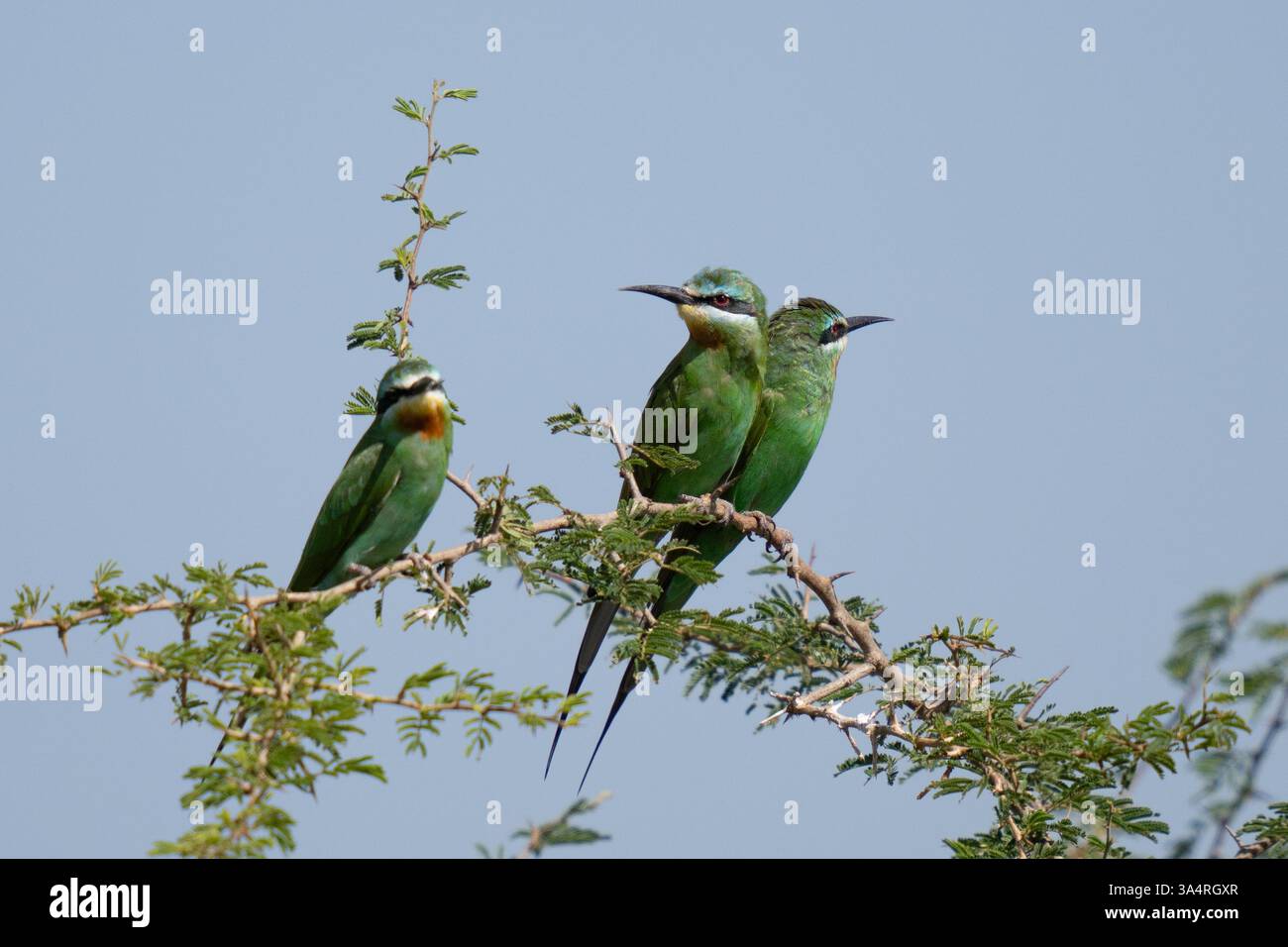 African green bee-eater birds sitting on a tree branch Stock Photo - Alamy