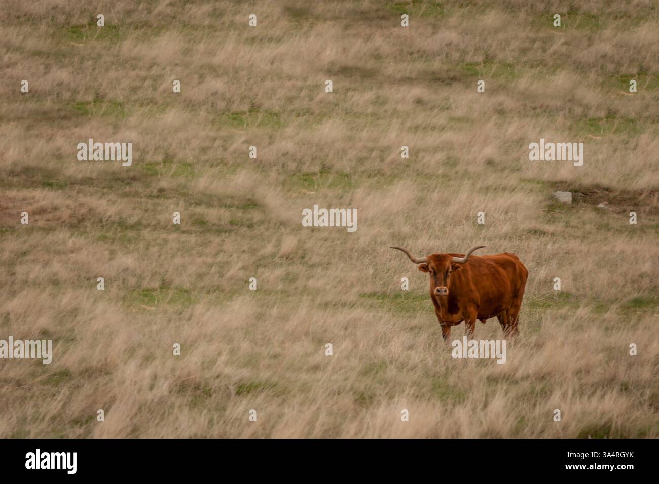 Longhorn in field of grass hi-res stock photography and images - Alamy