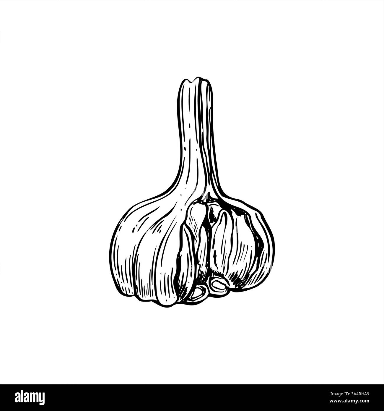 Monochrome disassembled garlic head realistic graphic sketch ...
