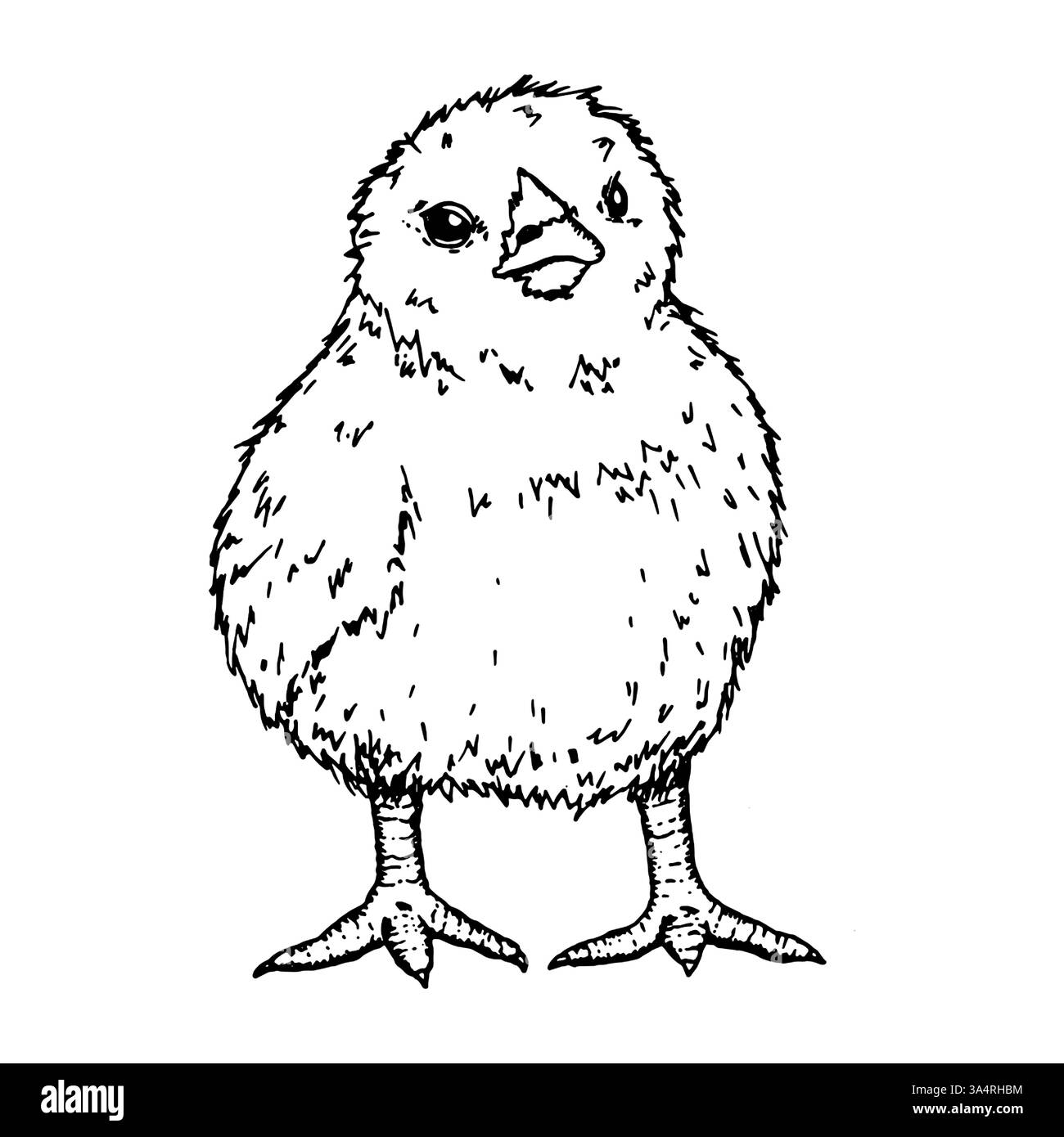 A fluffy baby chick, hand-drawn ink sketch. Perfect for farm life ...