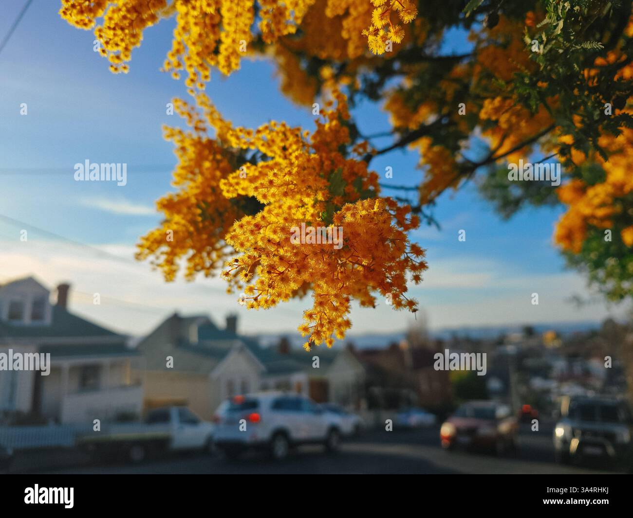 Blueskybackdrop hi-res stock photography and images - Alamy