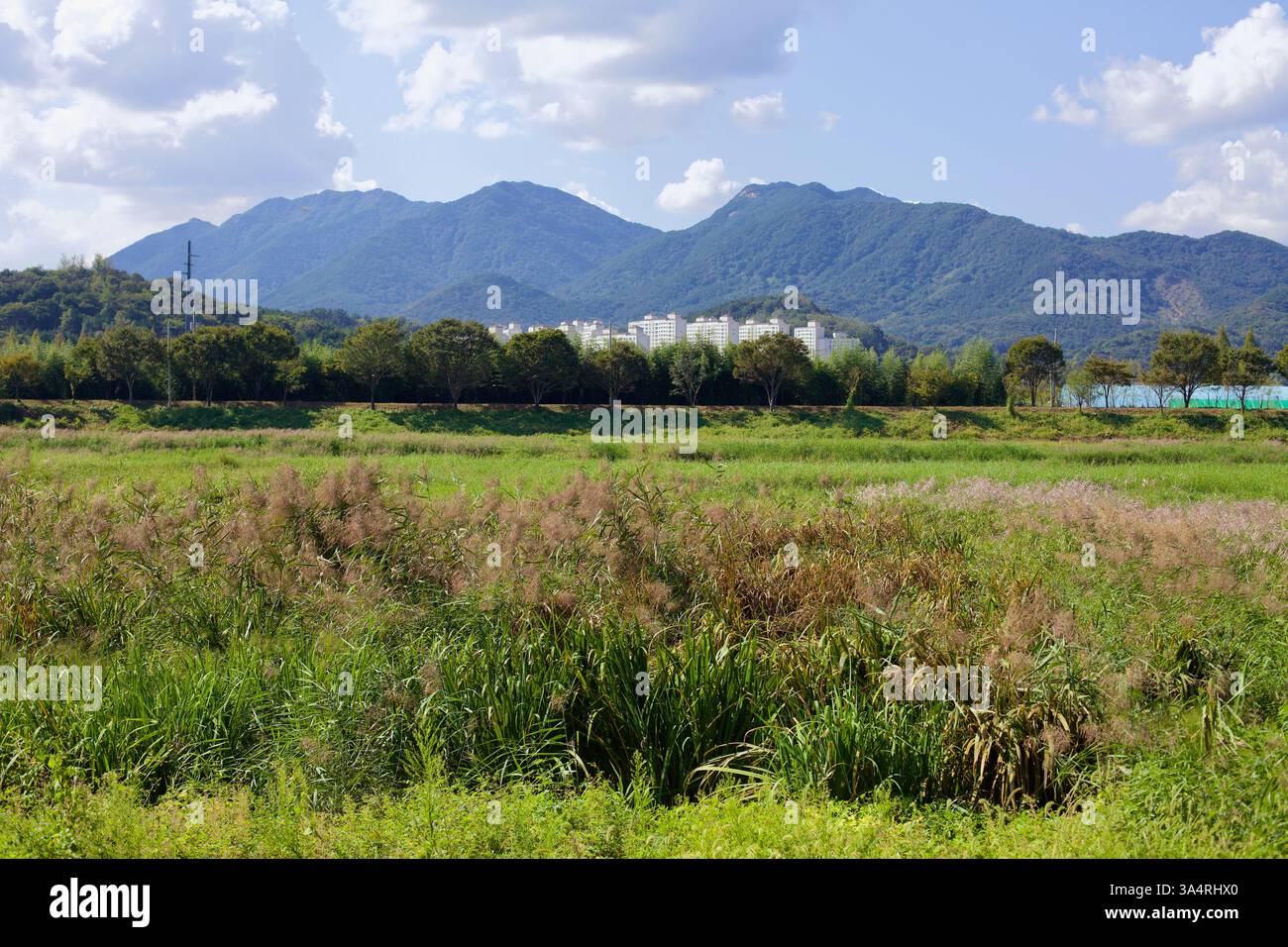 Damyang County, South Korea - September 23, 2020: A lush wetland area ...
