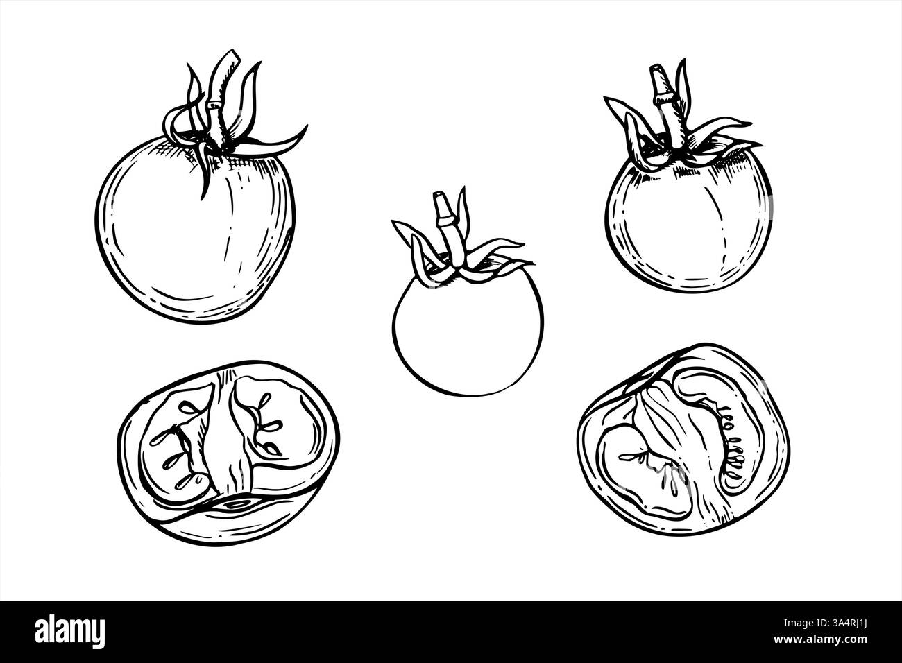 Monochrome tomatoes vector line art black ink sketch. Whole and half of ...