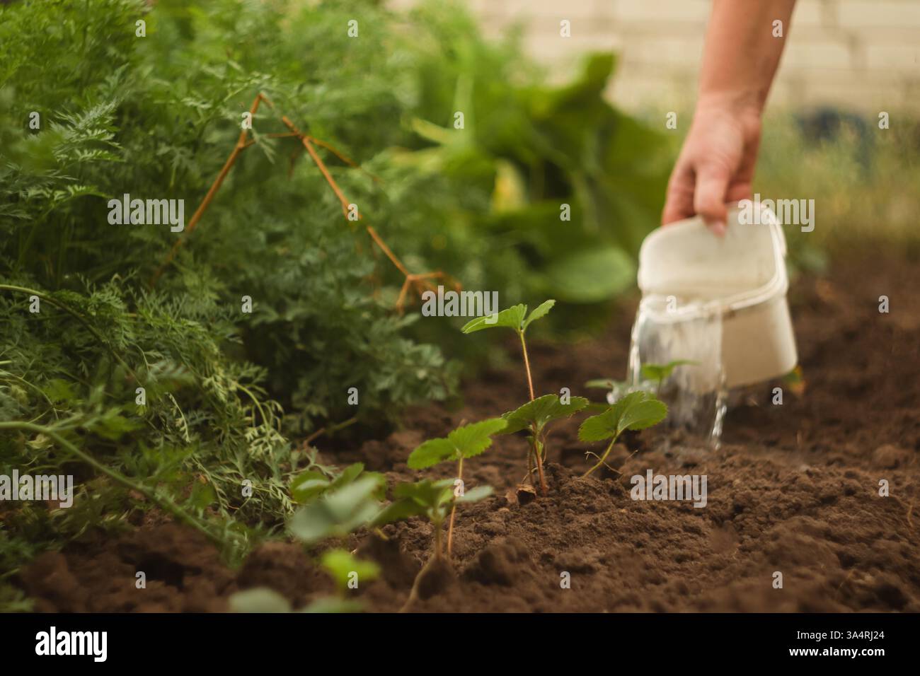 Process of nurturing crops from seed to harvest. Planting and pouring ...