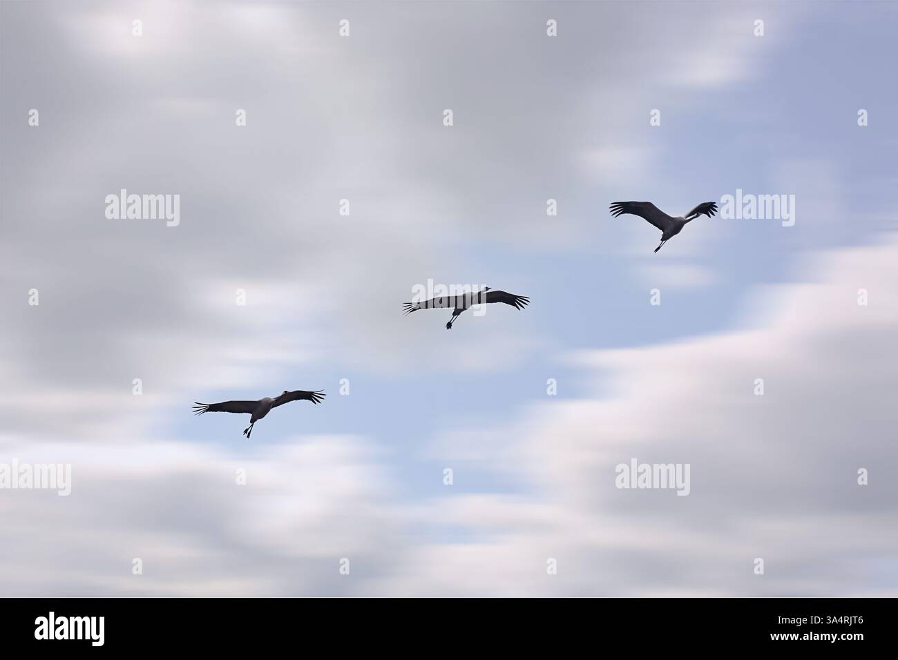 The birds are coming back Stock Photo - Alamy