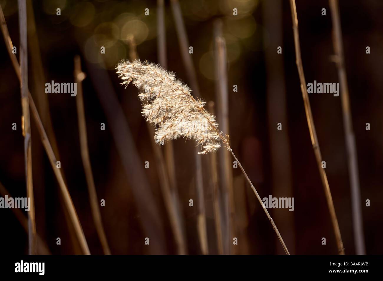 One reed flower hi-res stock photography and images - Alamy