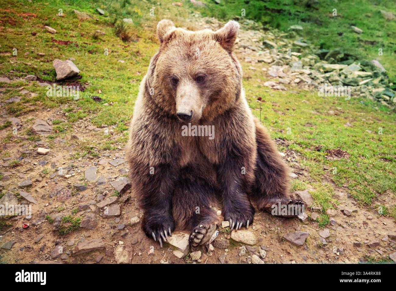 Wild adult brown bear in hi-res stock photography and images - Alamy