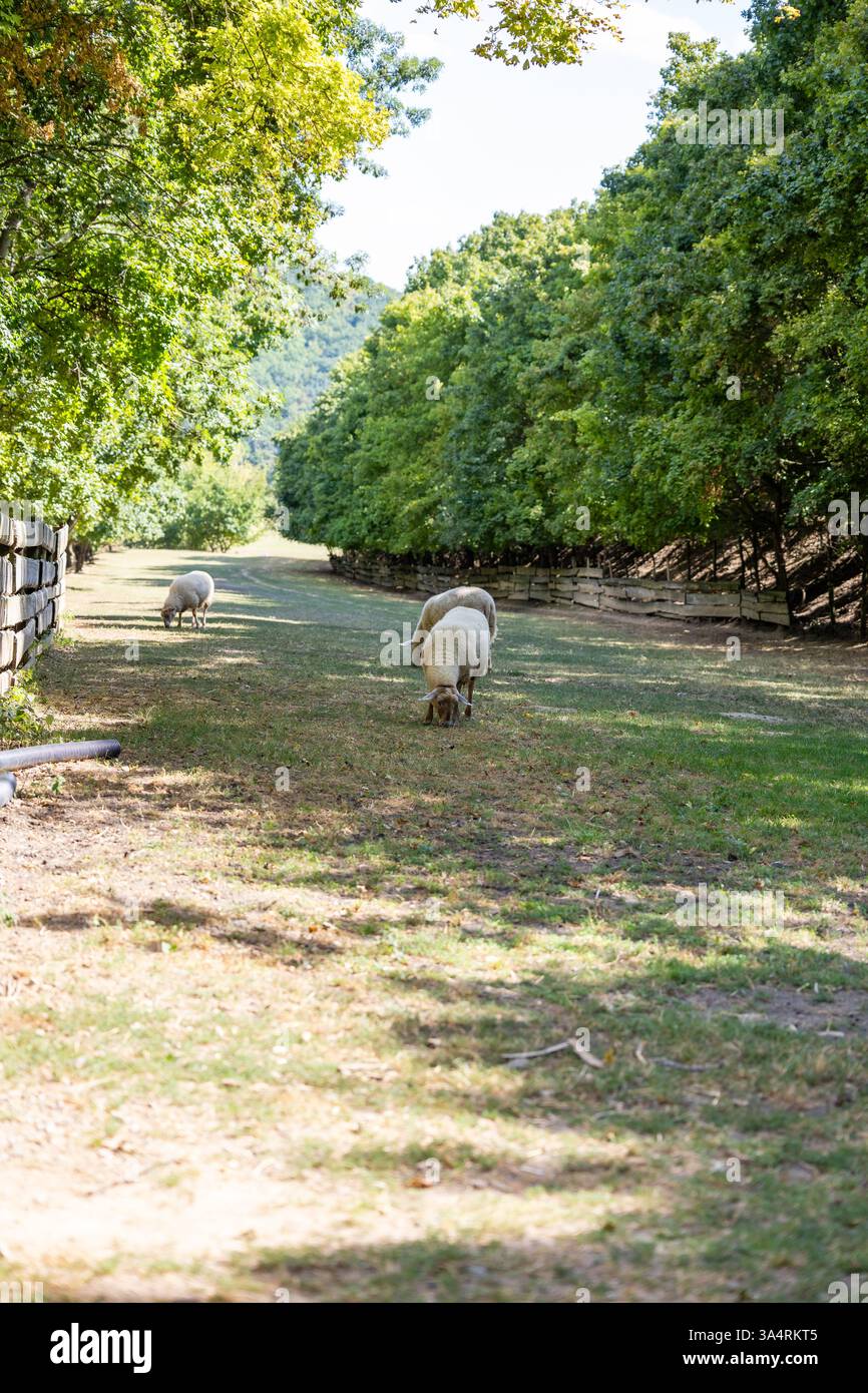 Sheep grazing peacefully in a sunlit pathway surrounded by lush trees ...