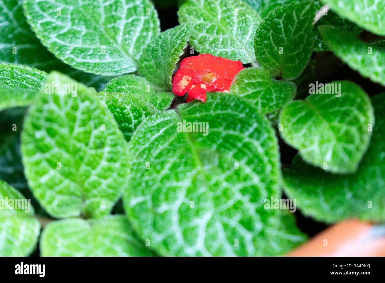 A small red flower emerges among the dense green foliage, showcasing ...