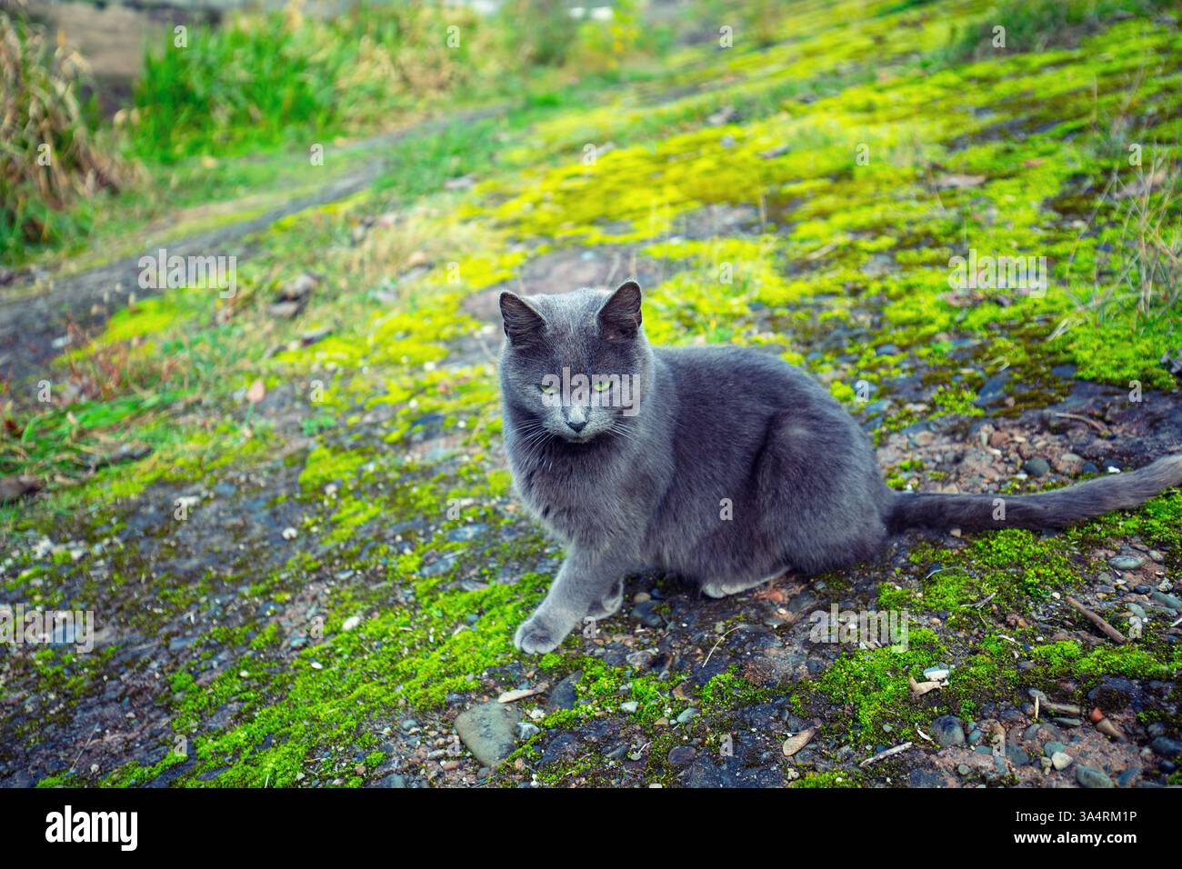 Cat on moss hi-res stock photography and images - Alamy