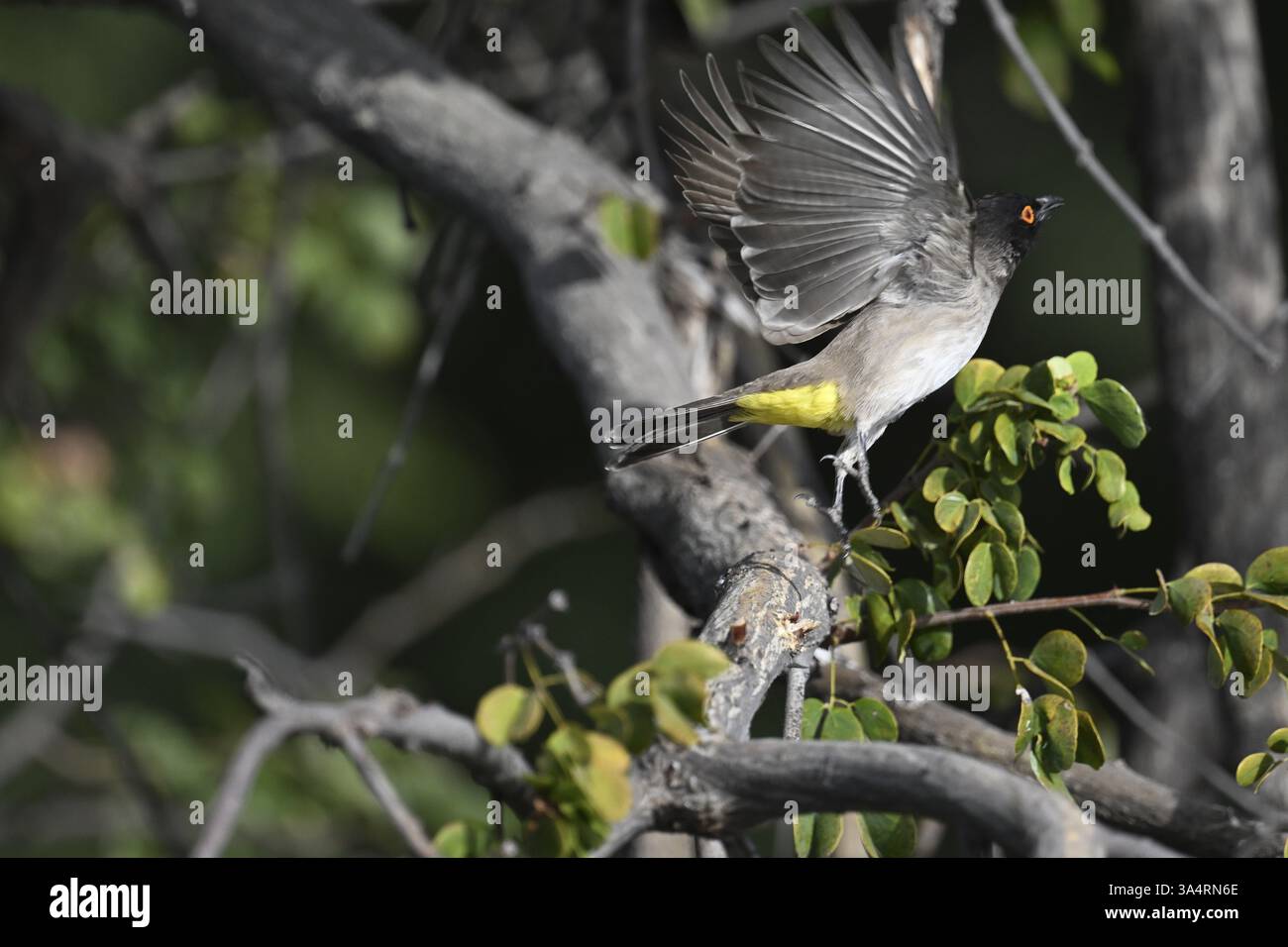 Masked Bulbul (Pycnonotus nigricans) flying away from branch, Moremi ...