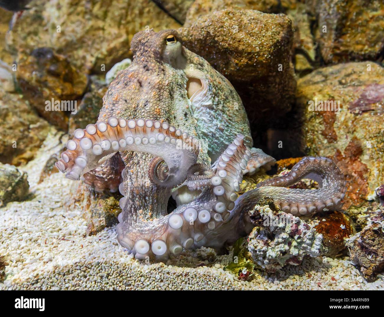 Close-up view of a Common Octopus (Octopus vulgaris Stock Photo - Alamy