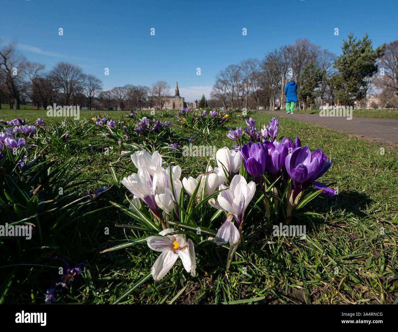 Leith, Edinburgh, Scotland, UK, 19th march 2025. UK Weather: the second ...