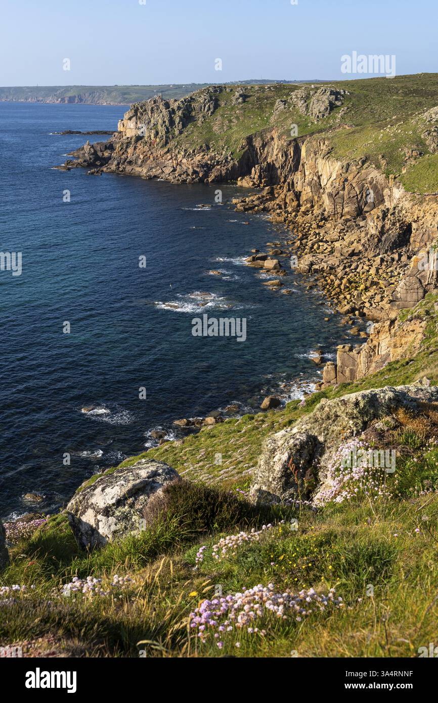 Coastal landscape at Land's End. Flowering sea carnations (Armeria ...