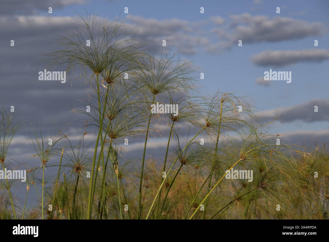 Papyrus Reed Islands, Moremi Game Reserve, Okavango Delta, Maun ...