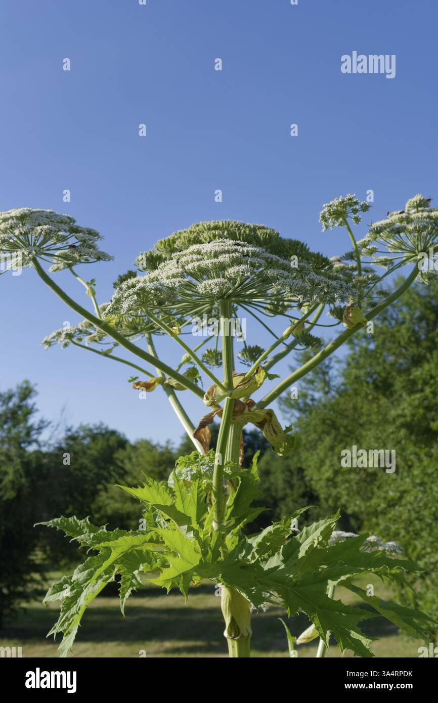 Giant hogweed (Heracleum mantegazzianum), Allergy, Allergic, Allergic ...