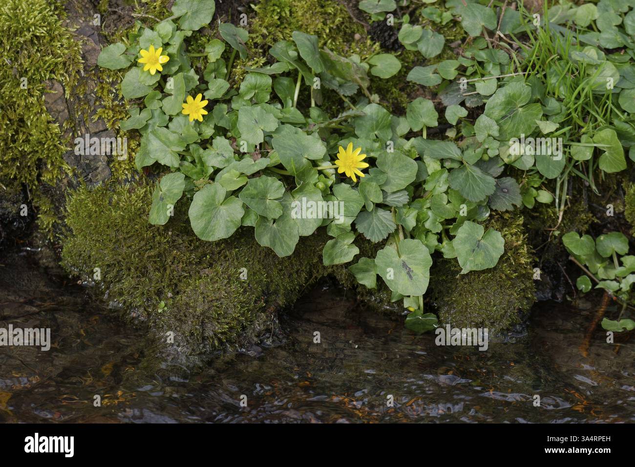 Lesser celandine (Ficaria verna) on the banks of a stream, spring ...