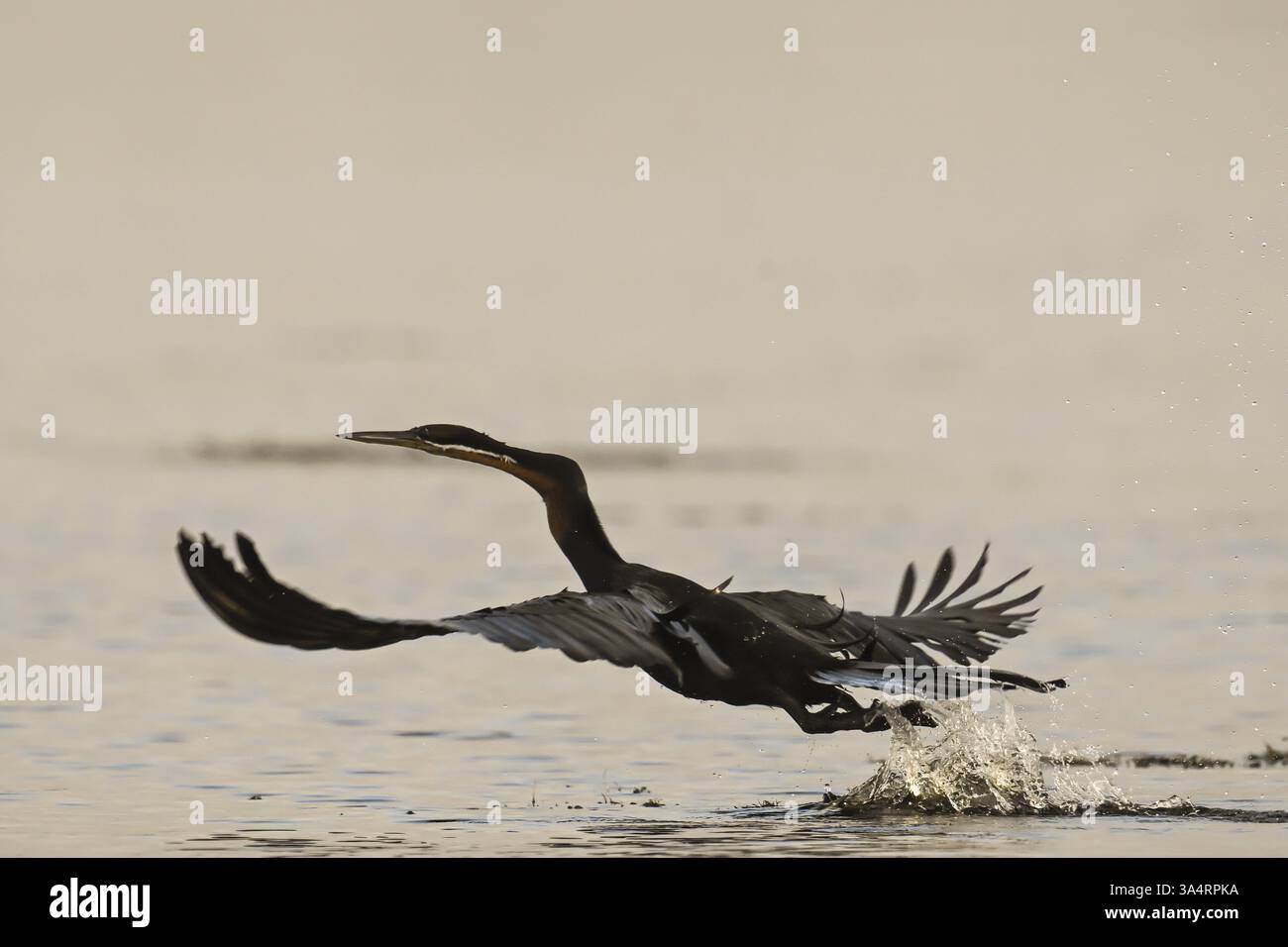 African Darter (Anhinga rufa), Moremi Game Reserve, Okavango Delta ...