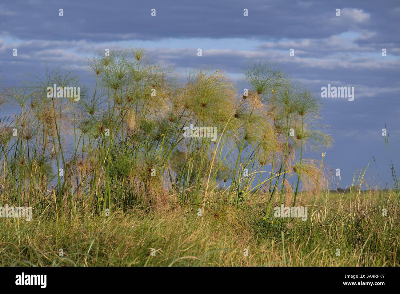 Papyrus Reed Islands, Moremi Game Reserve, Okavango Delta, Maun ...