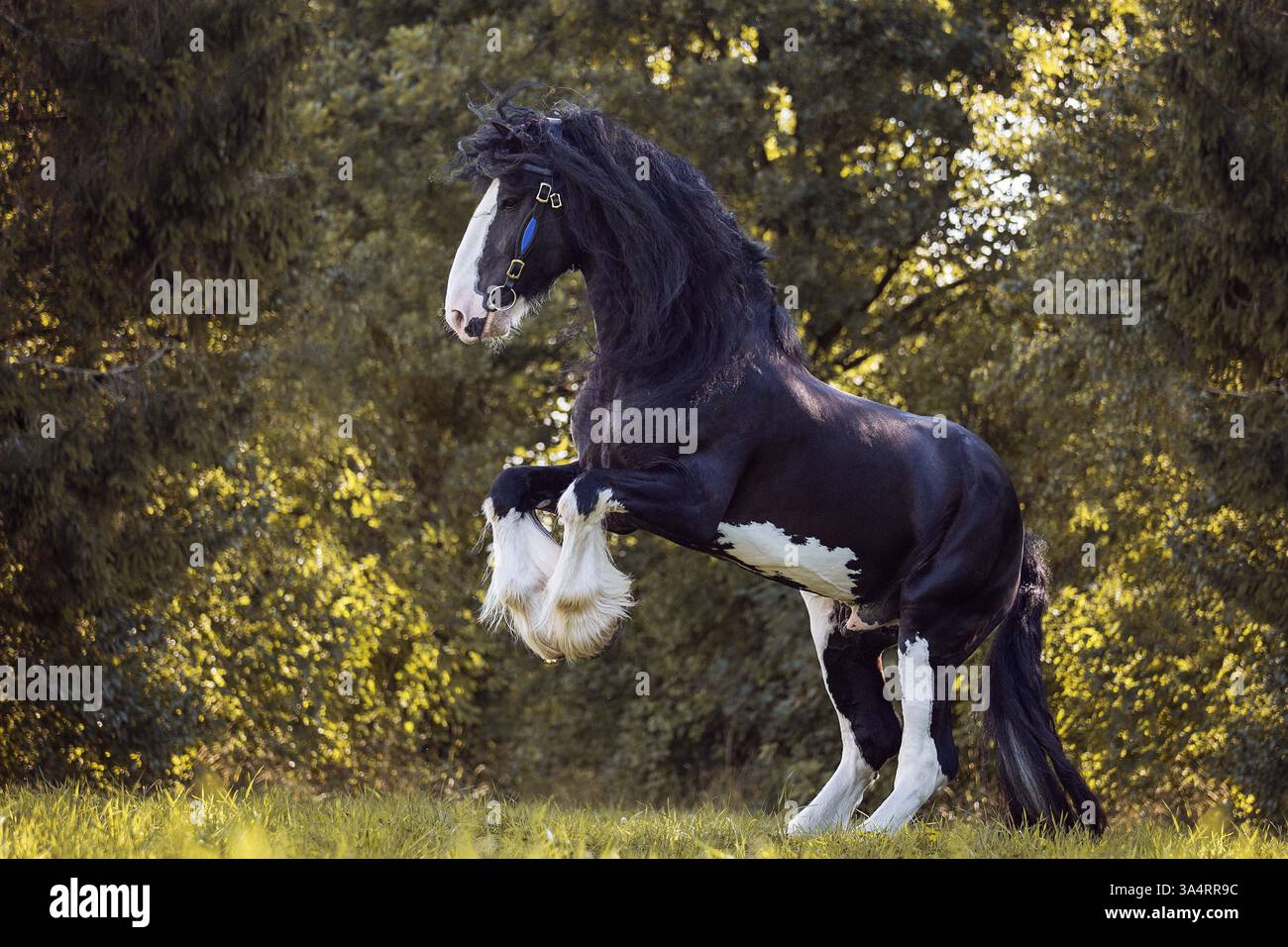Shire horse stallion Stock Photo - Alamy