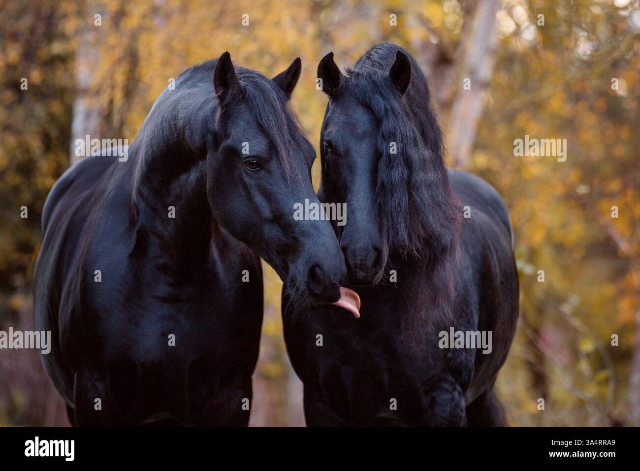 Two friesian horses portrait hi-res stock photography and images - Alamy