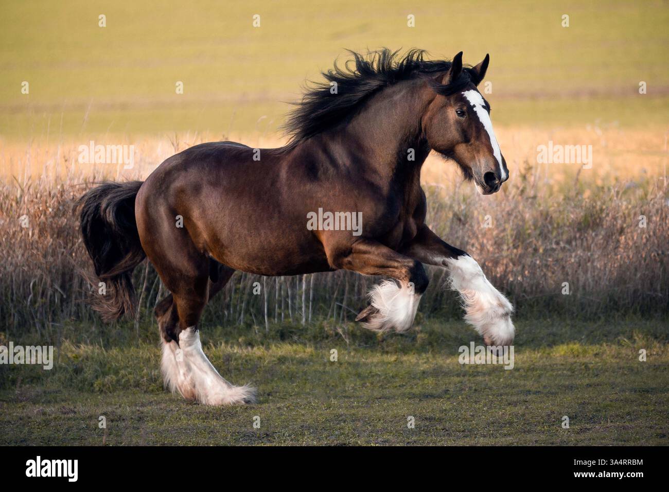 Shire horse stallion Stock Photo - Alamy