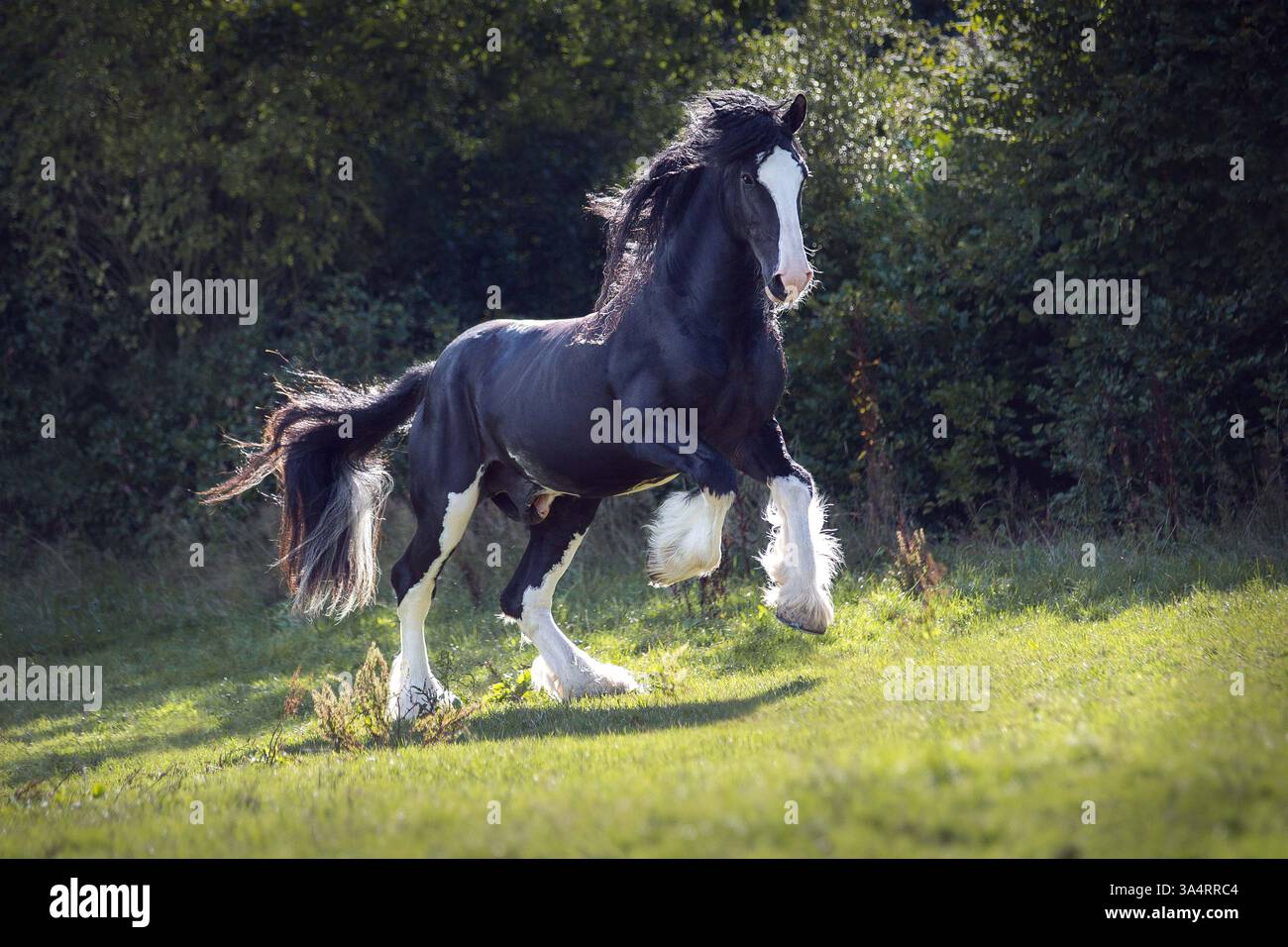 Shire horse stallion Stock Photo - Alamy