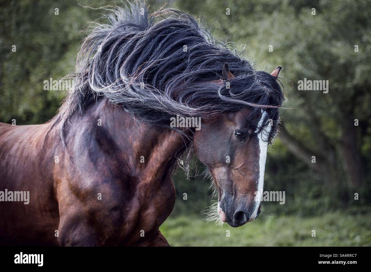 Shire horse stallion Stock Photo - Alamy