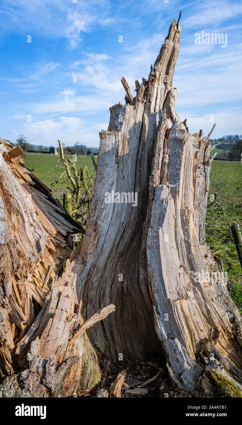 Storm damaged Oak tree in the Ribble Valley, Lancashire, UK Stock Photo ...