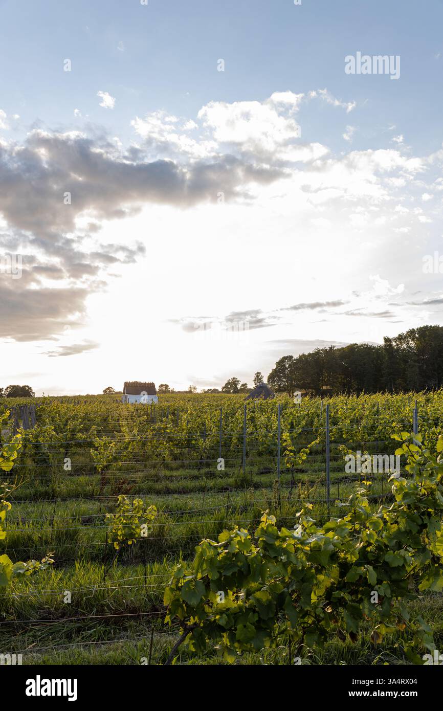 Vineyard on the Kulla peninsula in southern Sweden Stock Photo - Alamy