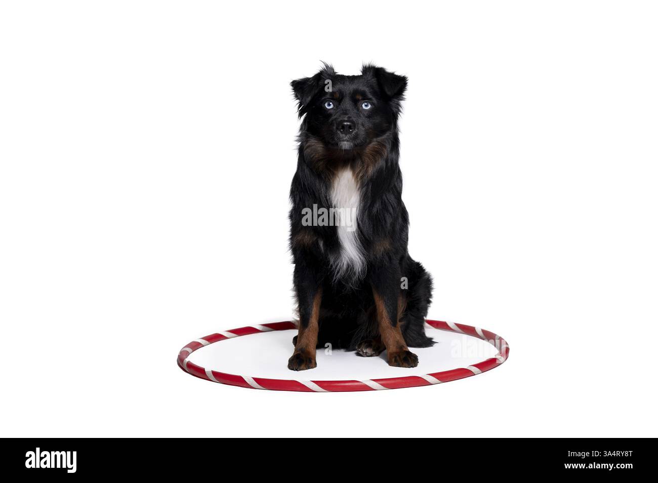 Miniature Australian Shepherd Stock Photo - Alamy