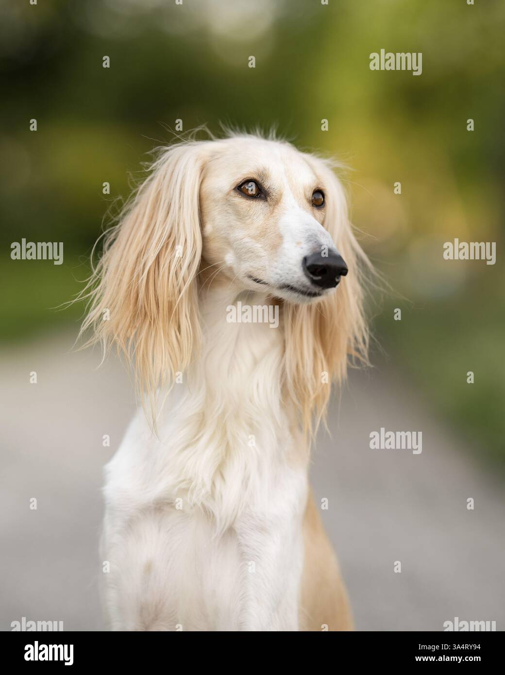Smooth saluki hi-res stock photography and images - Alamy