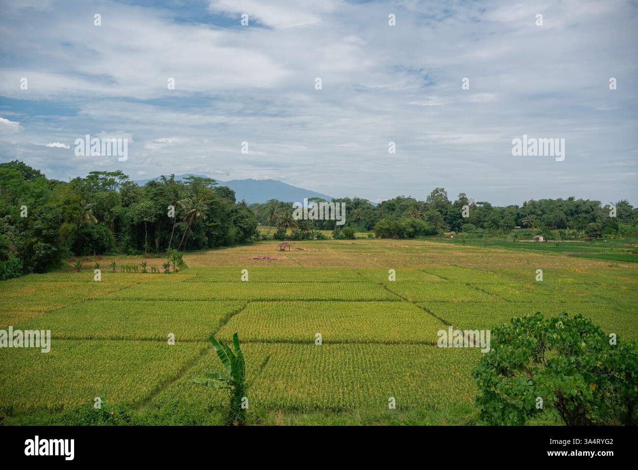 Yellowing rice plants ready to be harvested in the countryside Stock ...