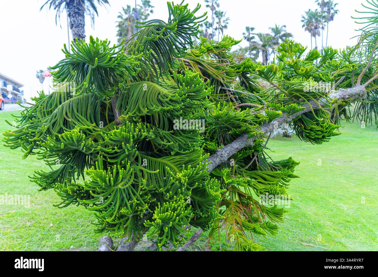 Closer view of Araucaria tree illustrating its unique branching ...