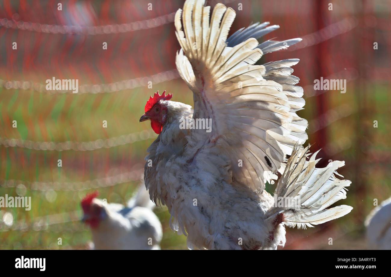 19 March 2025, Bavaria, Ruderatshofen: Laying hens spread their wings ...