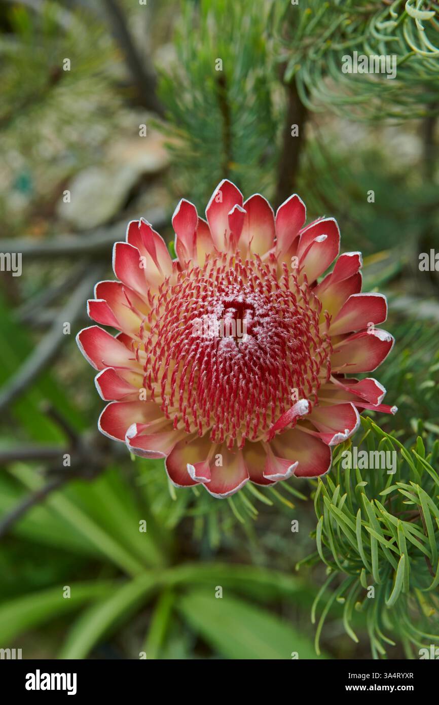 Protea Cynaroides or King Protea flowering plant from South Africa ...