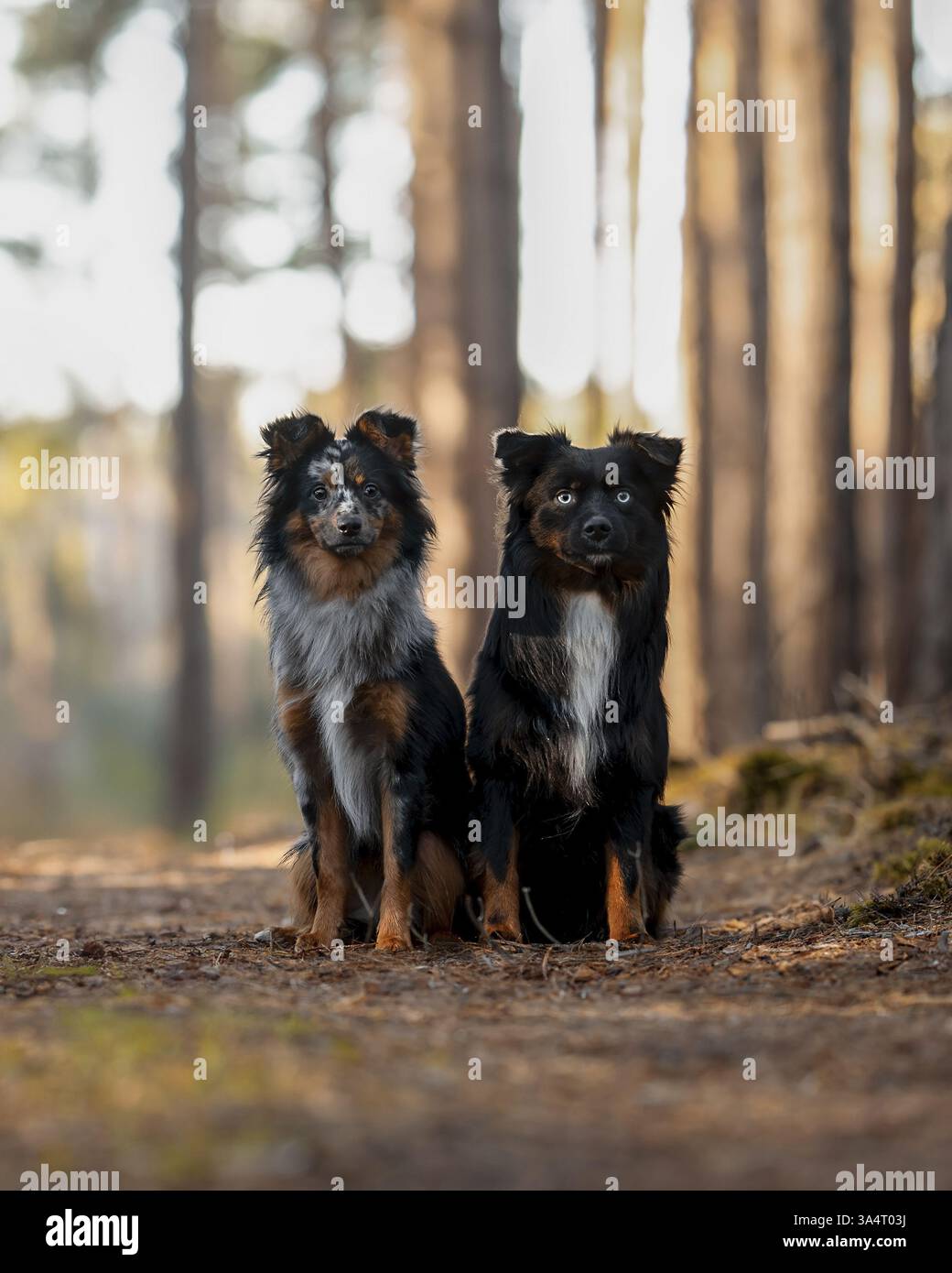 Miniature Australian Shepherds Stock Photo - Alamy
