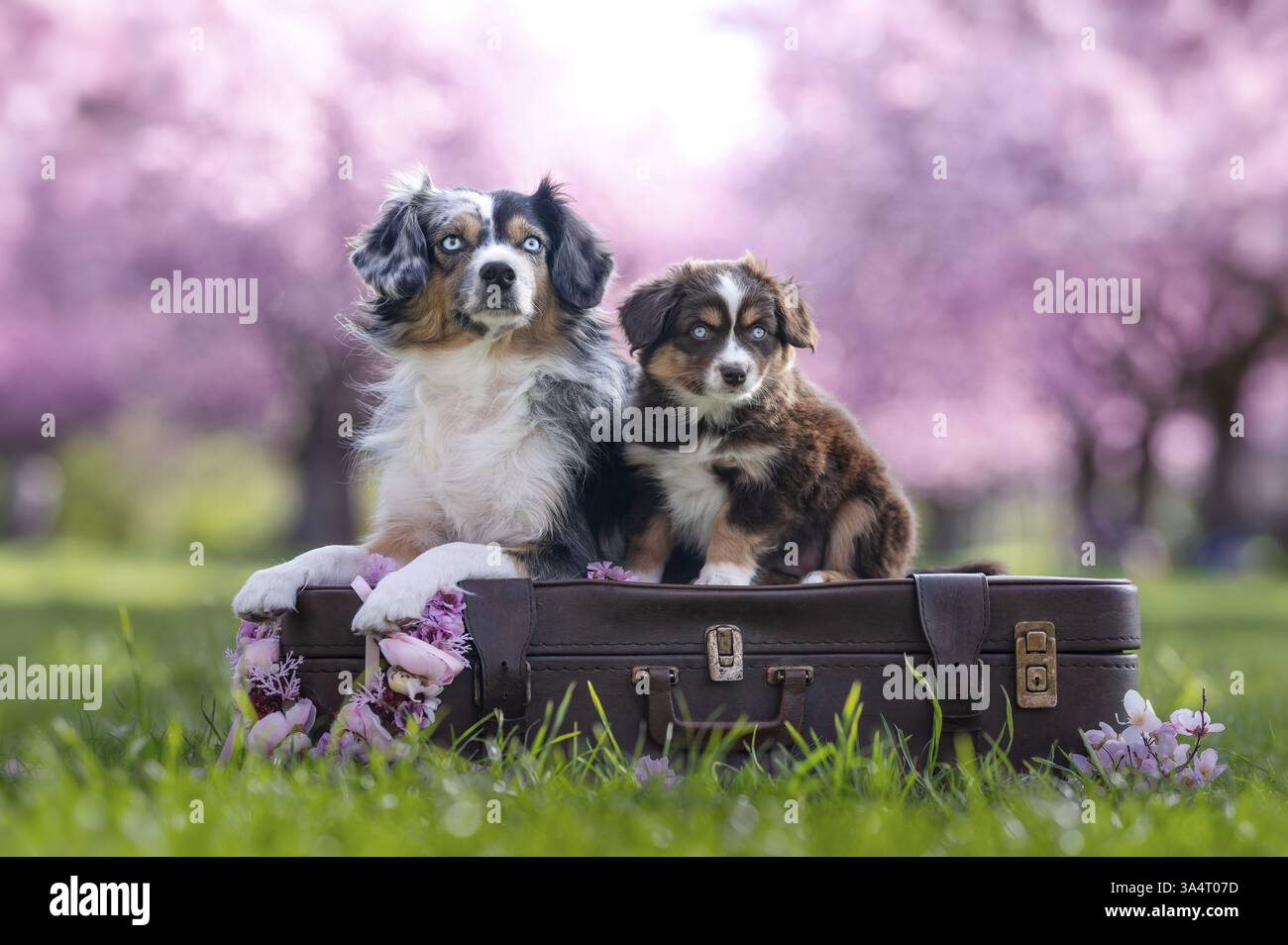 Miniature Australian Shepherds Stock Photo - Alamy