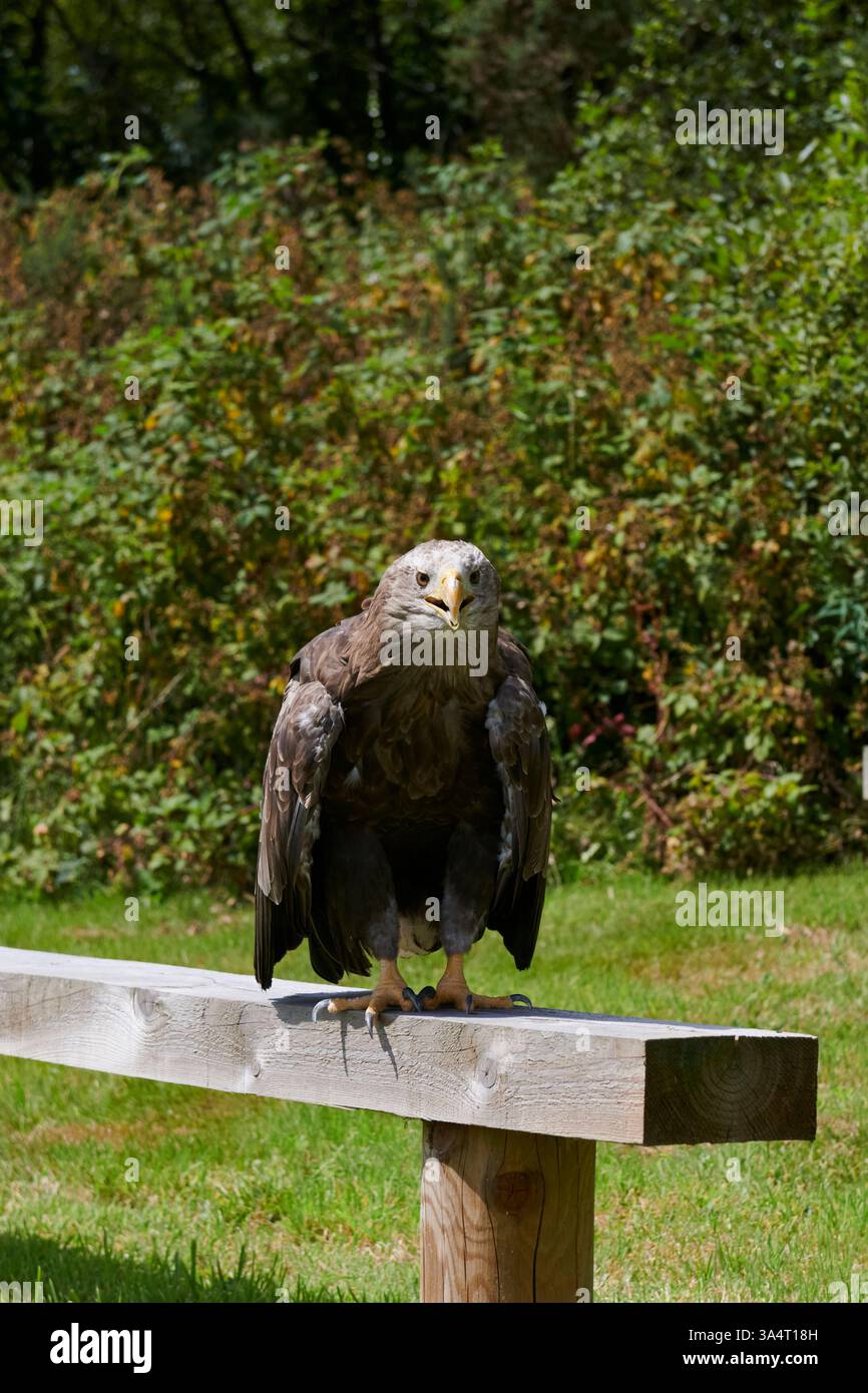 White tailed eagle sat on a park bench hi-res stock photography and ...