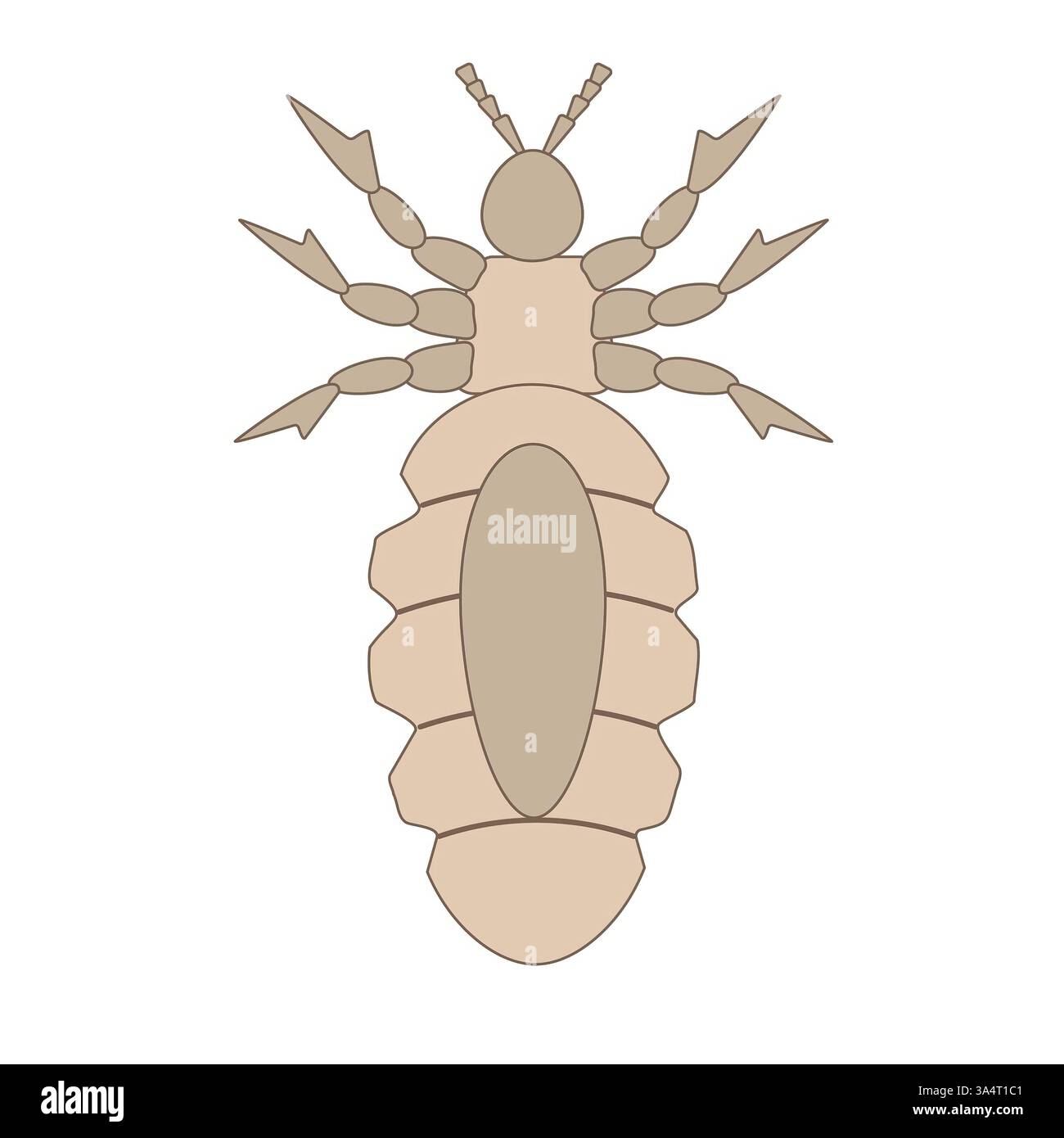 Detailed illustration of louse insect anatomy on white background Stock ...