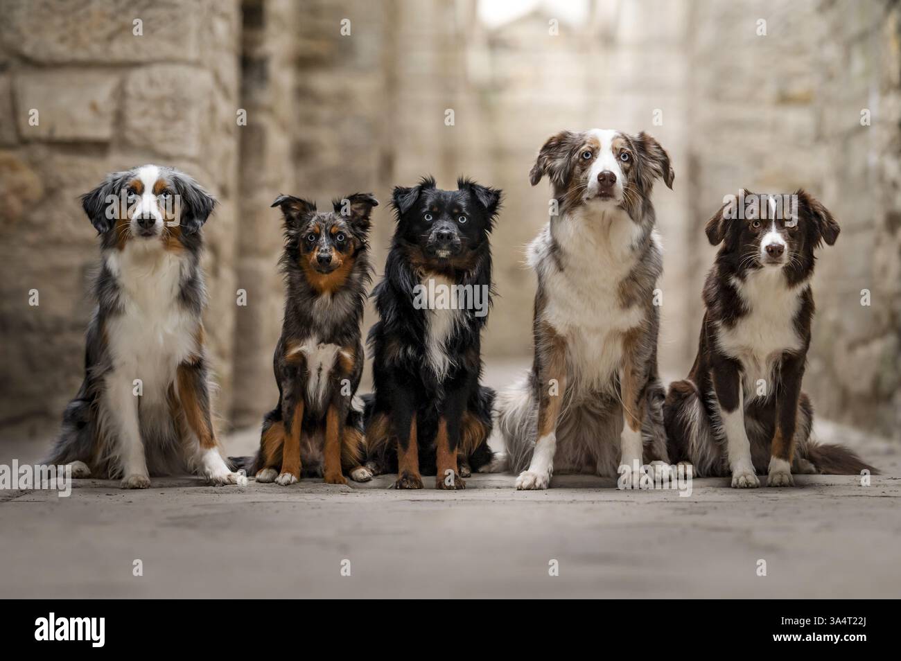 Miniature Australian Shepherds Stock Photo - Alamy