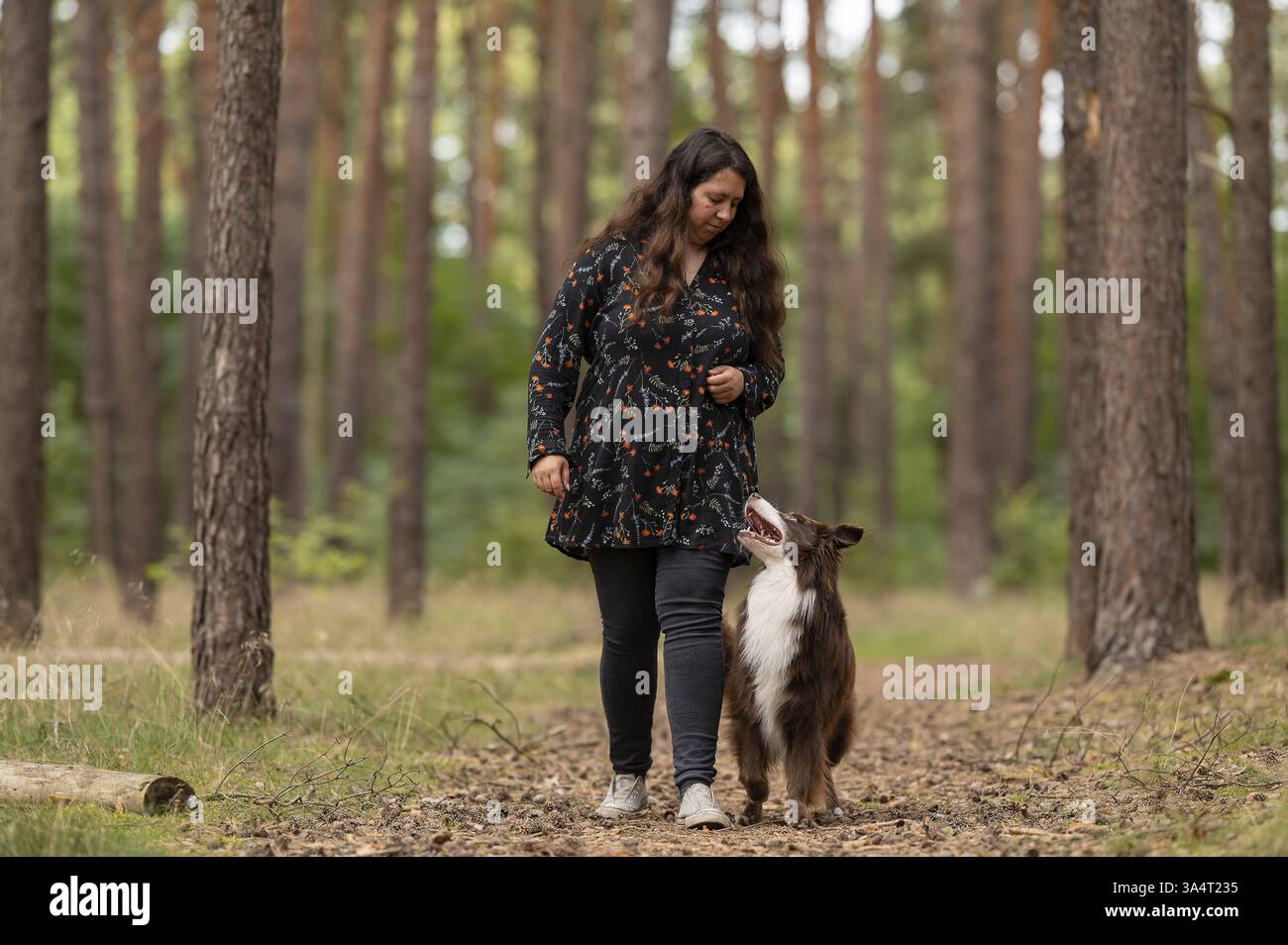 Woman training australian shepherd hi-res stock photography and images ...