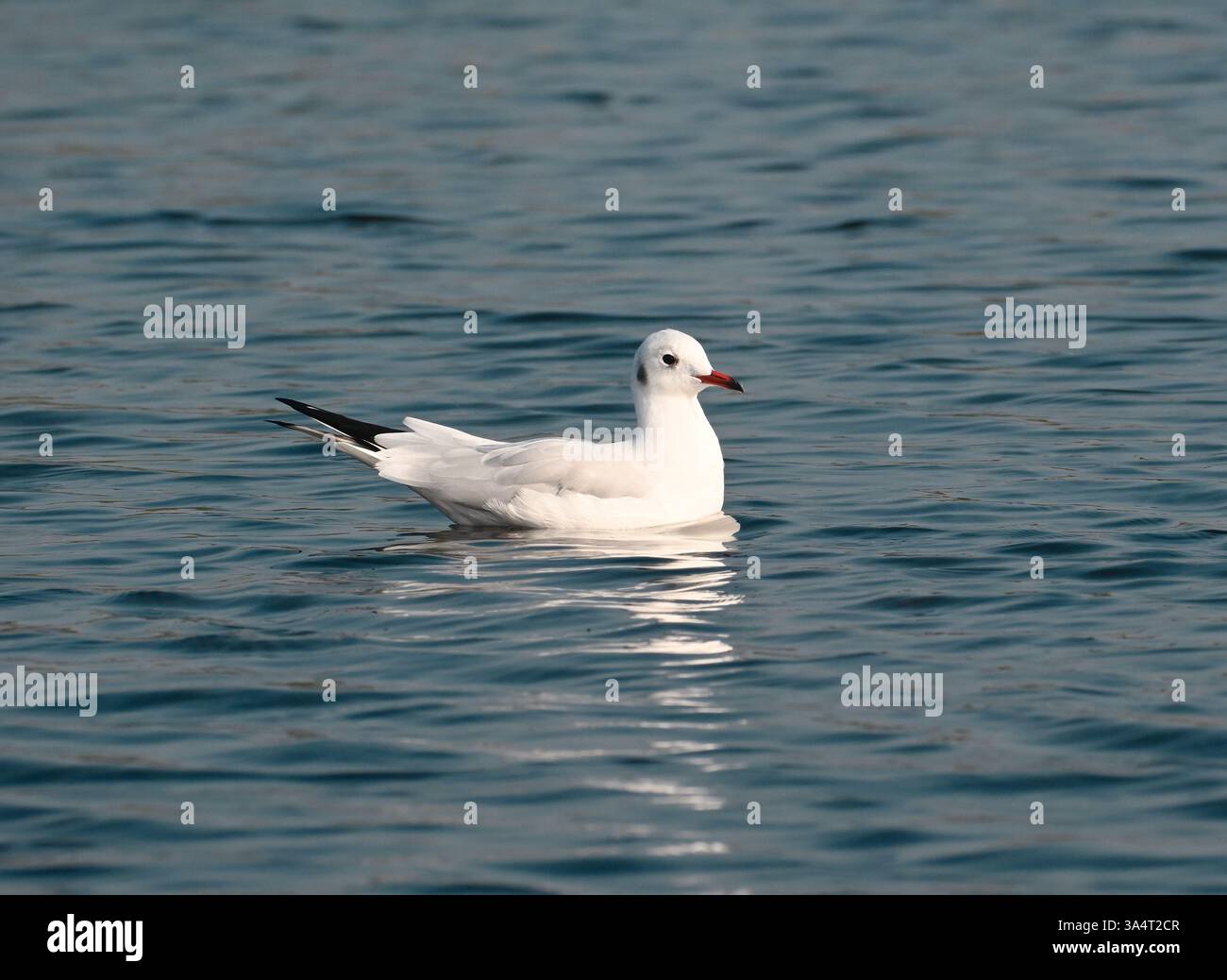 A beautiful seagull is seen leisurely floating in the wetland lake ...