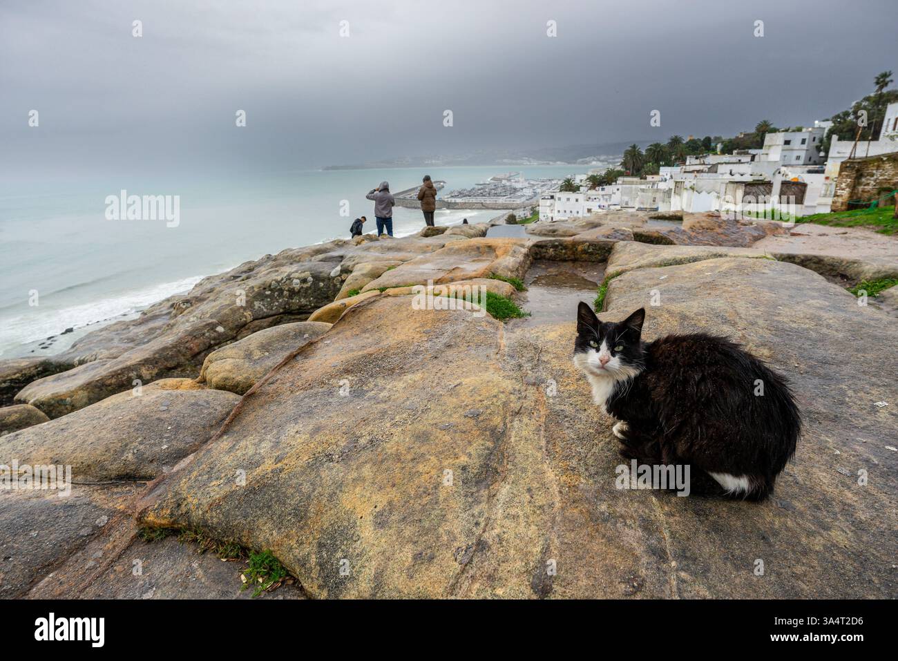 cat in the rain, Phoenician necropolis facing the Bay of Tangier ...