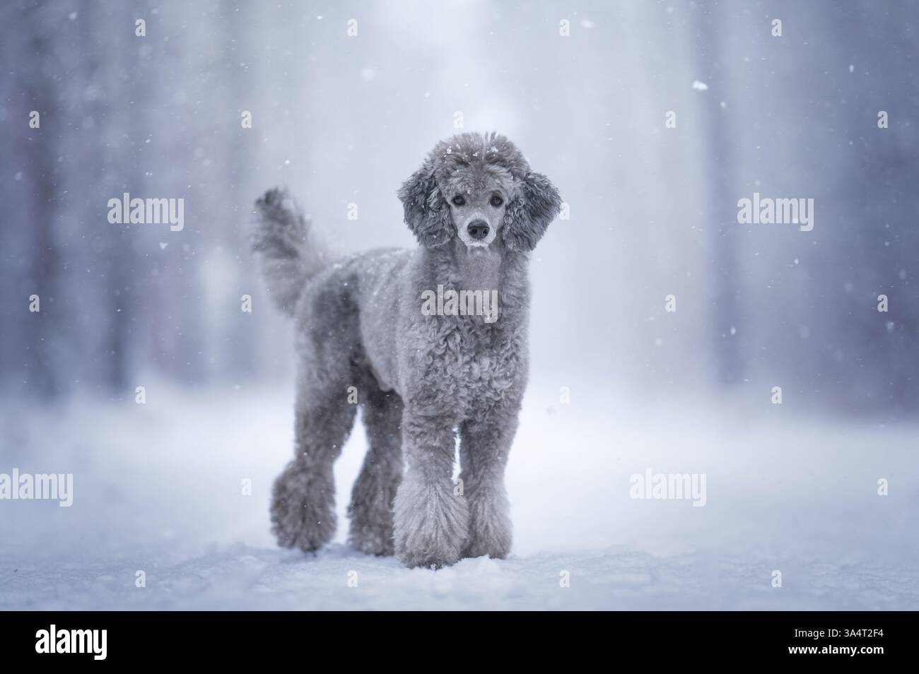 Royal Standard Poodle Stock Photo - Alamy