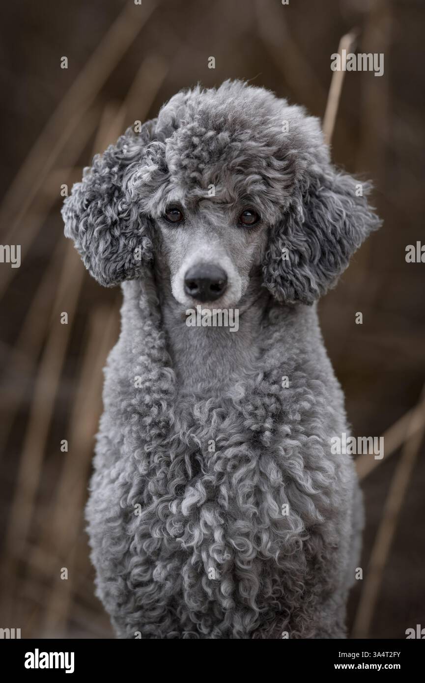 Royal Standard Poodle Stock Photo - Alamy